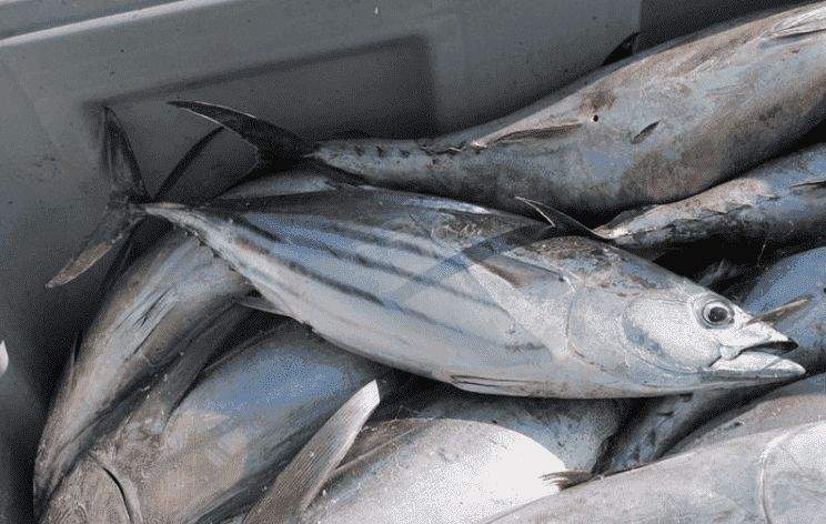 Cara Mengolah Ikan Tongkol Dengan Benar - Spesialis Olahan Ikan laut